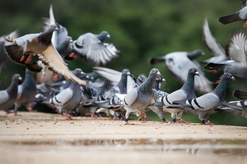 Group of Homing Pigeon Flying at Home Loft Race Stock Photo - Image of ...