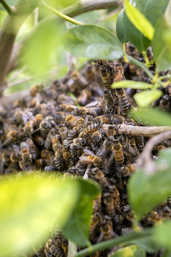 Group of Honey Bees Fighting, Isolated on White Stock Photo - Image of ...