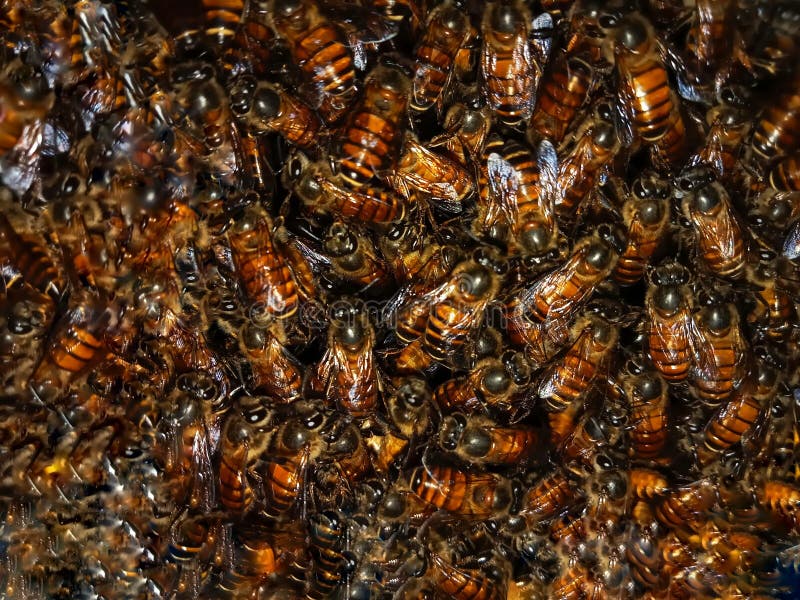 A Group of Honey Bees Resting at Night Stock Photo - Image of resting ...