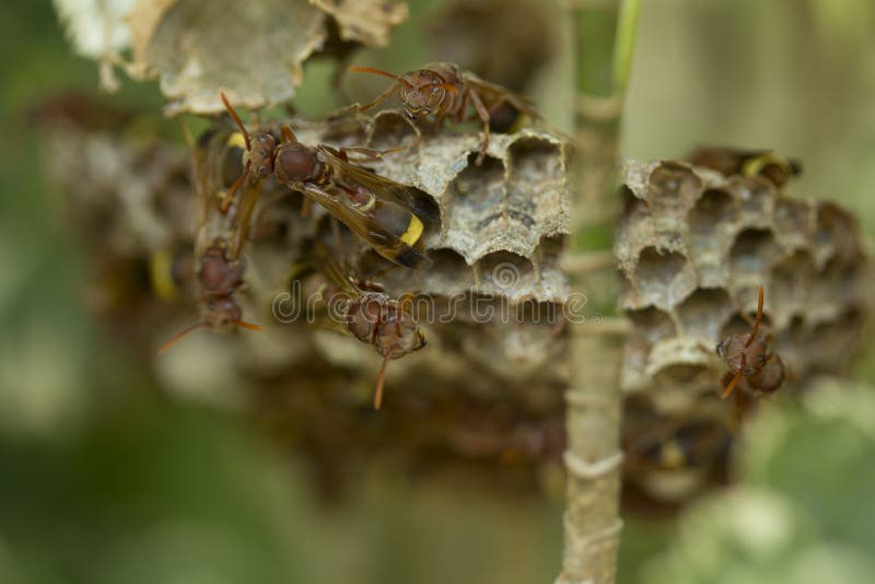 Group of Hornets Living in Nature. Stock Image - Image of colony, wasps ...