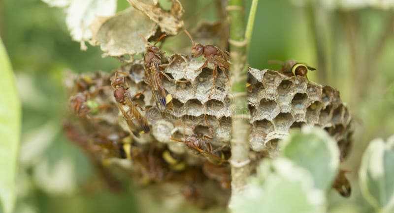 Group of hornets. stock image. Image of wasp, group - 114432753