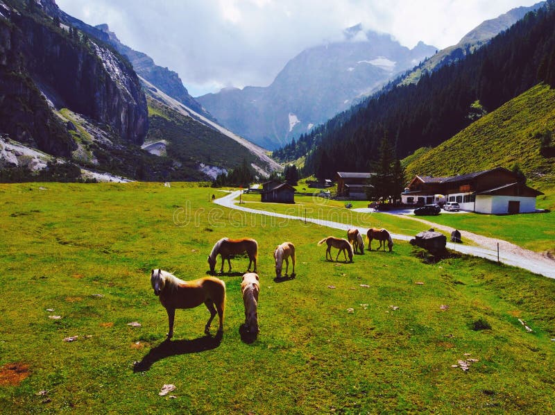 Group of Horses Grazing in the Green Field Against the Background of ... Group of Horses Grazing in the Green Field Against the Background of ...