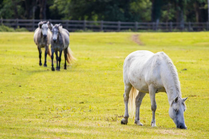Group of Horses Grazing on Green Field Summer Day Stock Image - Image ... Group of Horses Grazing on Green Field Summer Day Stock Image - Image ...