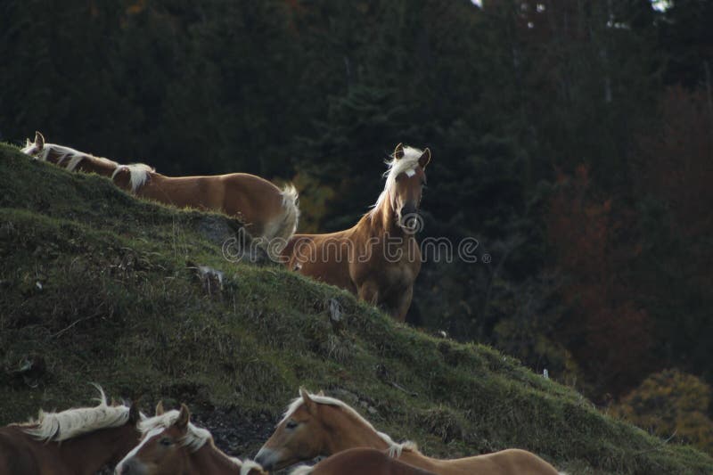Group of Horses Grazing on the Green Grassy Hillside. Stock Photo ... Group of Horses Grazing on the Green Grassy Hillside. Stock Photo ...