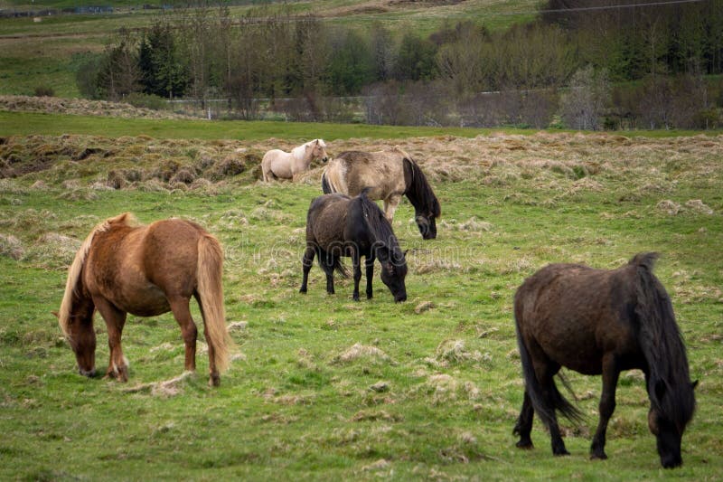Group of Horses are Grazing on Lush Grass in a Rural Farm Setting Stock ... Group of Horses are Grazing on Lush Grass in a Rural Farm Setting Stock ...