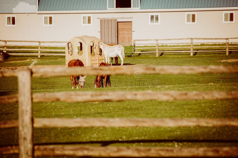 Group of Horses Grazing in an Open Pasture Stock Photo - Image of ...