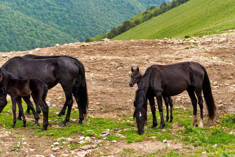 6,754 Group Horses Grazing Stock Photos - Free & Royalty-Free Stock ... 6,754 Group Horses Grazing Stock Photos - Free & Royalty-Free Stock ...