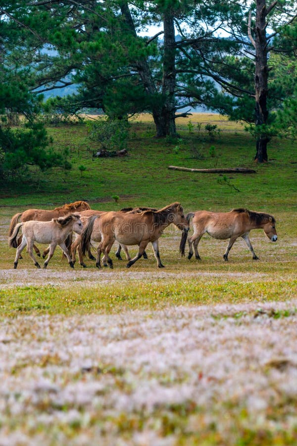 Group of Horses Moving on the Pink Grass Pasture Stock Image - Image of ...
