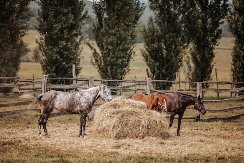 Group of horses in ranch stock photo. Image of landscape - 302269564
