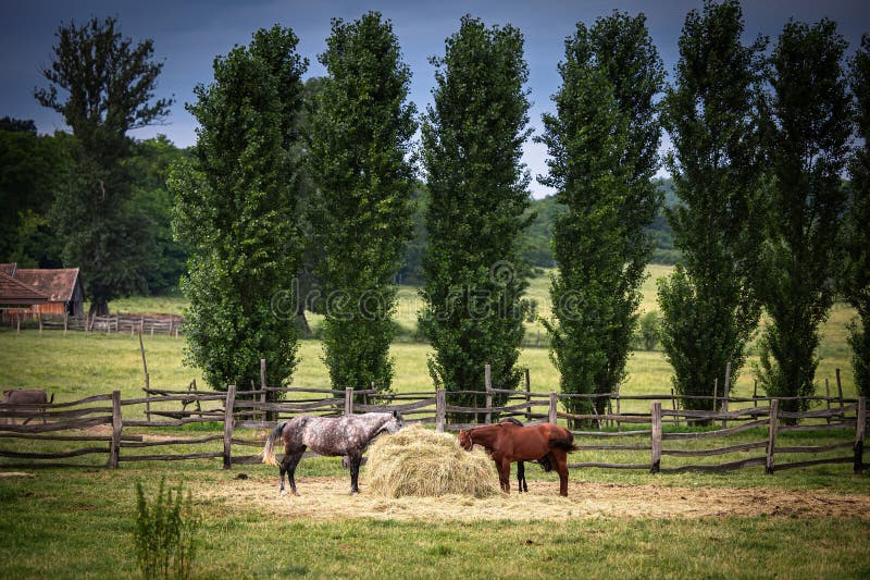Group of horses in ranch stock photo. Image of barrier - 302269572