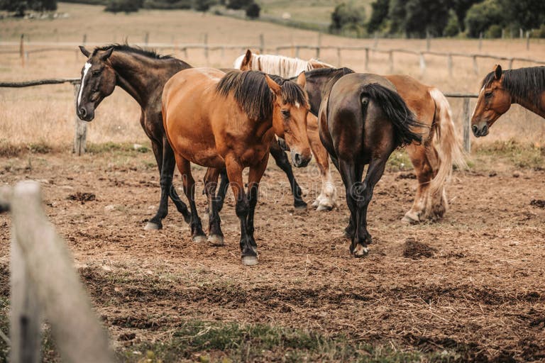 Group of horses in ranch stock photo. Image of field - 302269596
