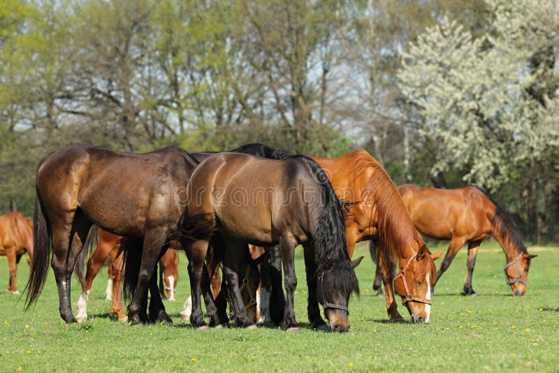 Horse in spring pasture stock image. Image of pasture - 24644593