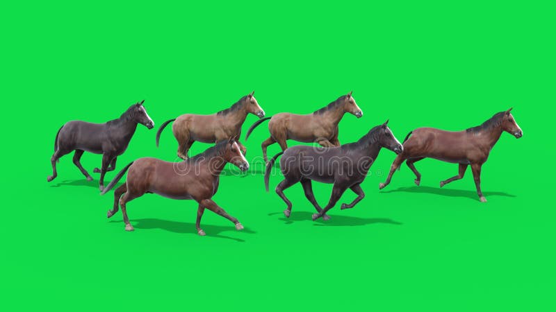 Horse Runcycle Green Screen Animals Loop 3D Animations Rendering Stock ...