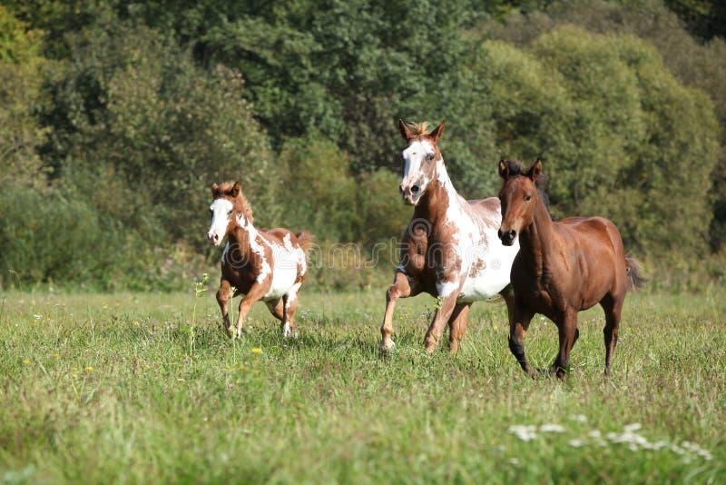 Group of Horses Running in Freedom Stock Photo - Image of animal ...