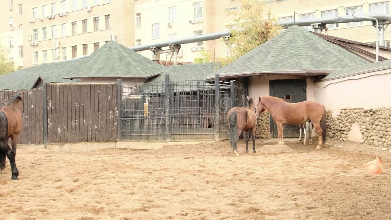 A Group of Horses Standing in an Open Sandy Paddock with Stable ...