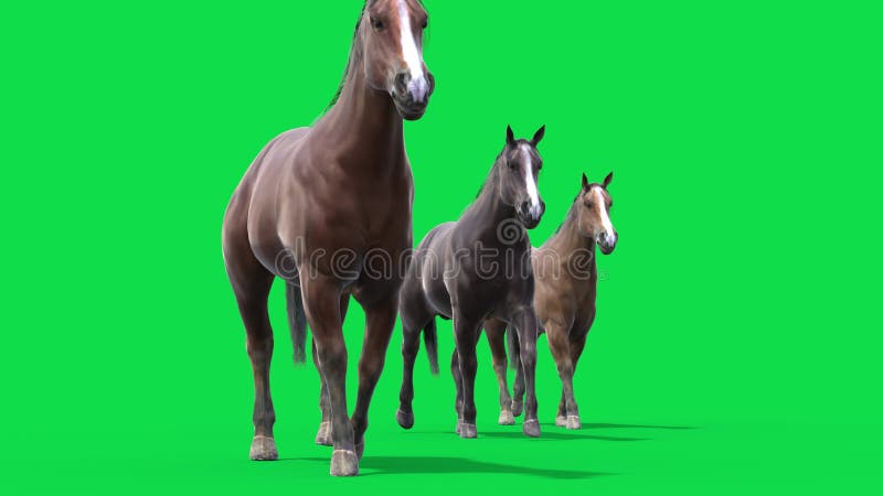 Group of Horses Walk Green Screen Front 3D Animations Rendering Stock ...