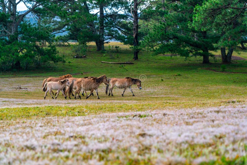 Group of Horses Wandering on the Pink Grass Valley Stock Image - Image ...