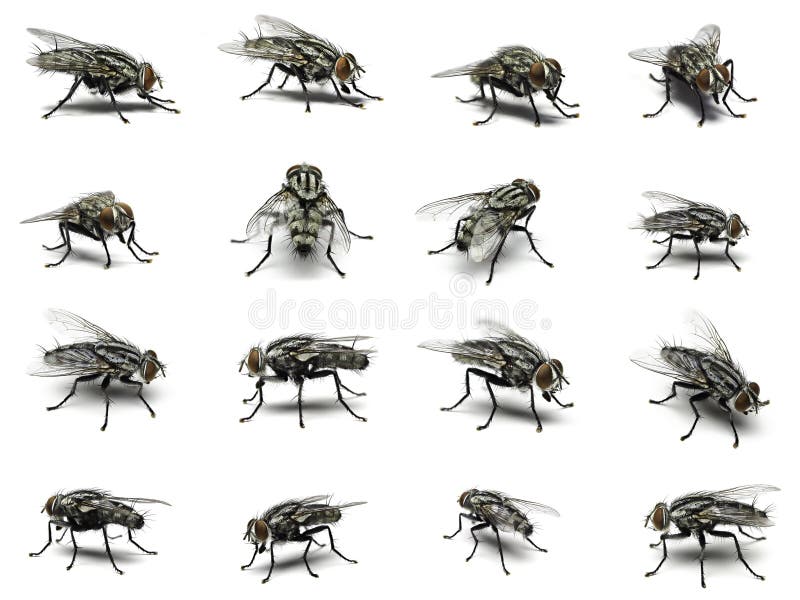Types Of House Flies