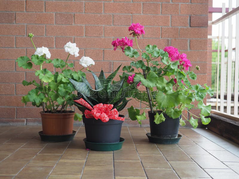 Group of houseplants stock image. Image of home, terrace - 242336229