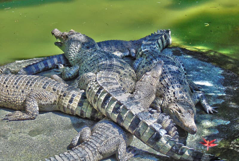 Hungry crocodiles stock image. Image of wallpaper, amphibians - 21430533