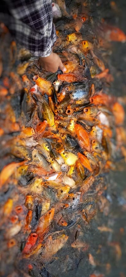 A group of hungry fish stock image. Image of branch - 266536069