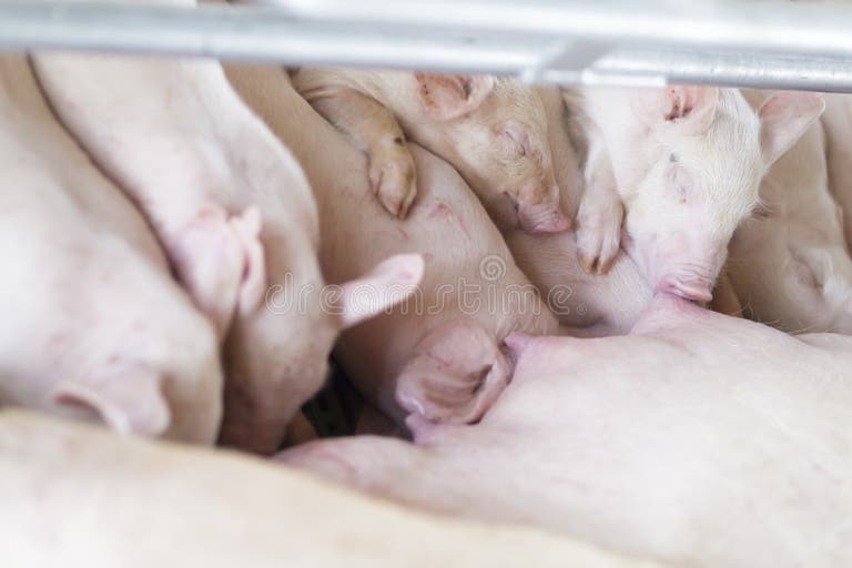 A Group of Hungry Piglets stock photo. Image of farm - 90890792