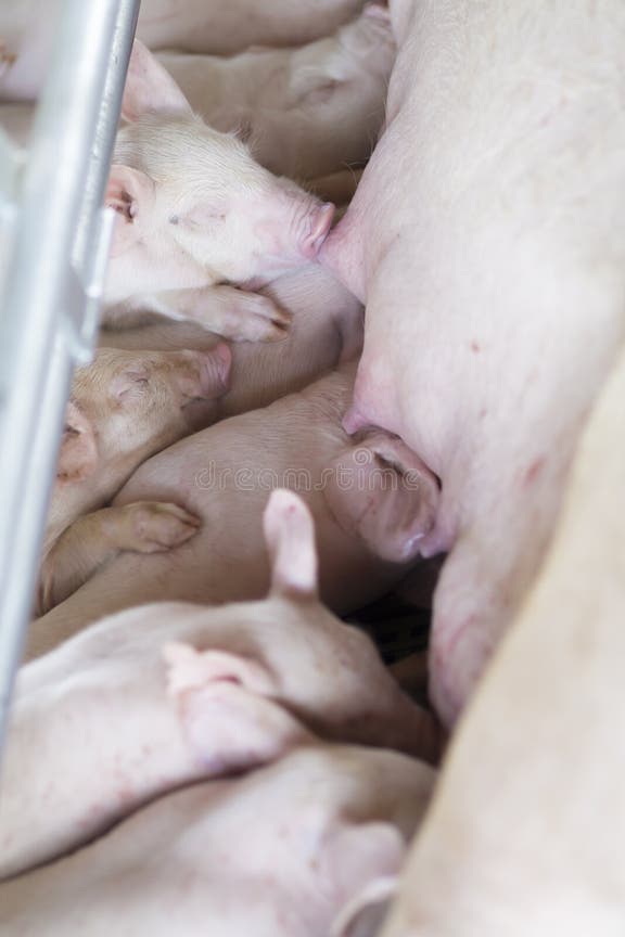 A Group of Hungry Piglets stock photo. Image of agriculture - 90890836