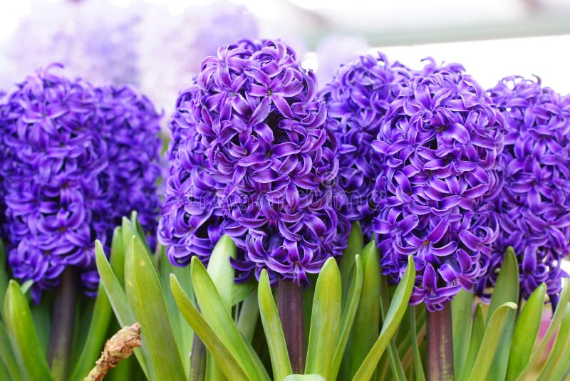 Group of hyacinth flowers stock image. Image of flora - 24331495