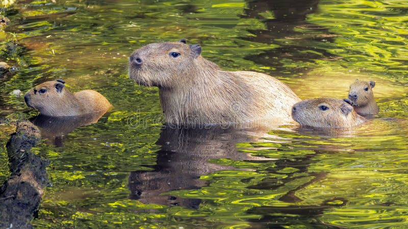 A Group of Hydrochoerus Hydrochaeris Capybaras Stock Photo - Image of ...