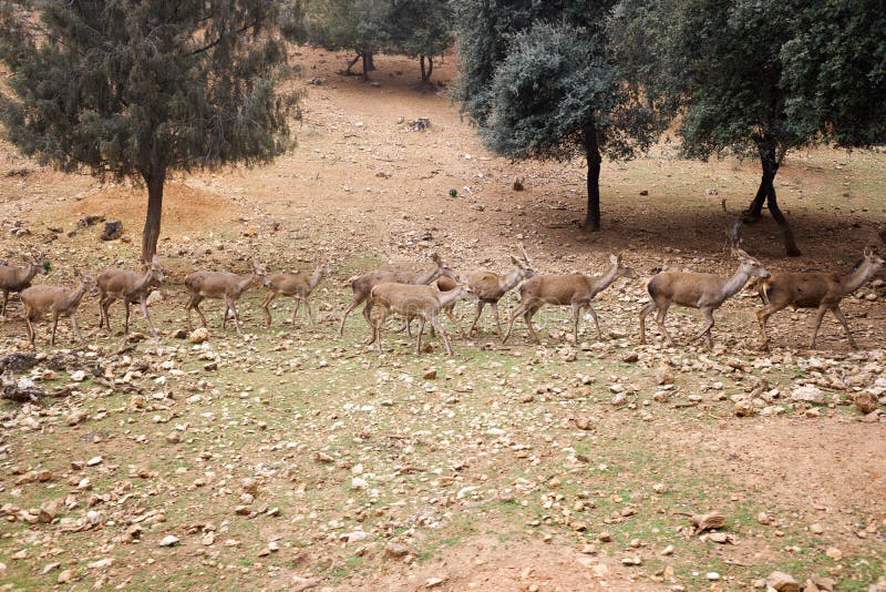 Group of Iberian Deer Grazing in an Andalusian Preserve Stock Photo ...