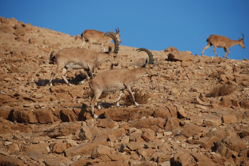 A group of ibex stock photo. Image of israeli, life, negev - 9044568