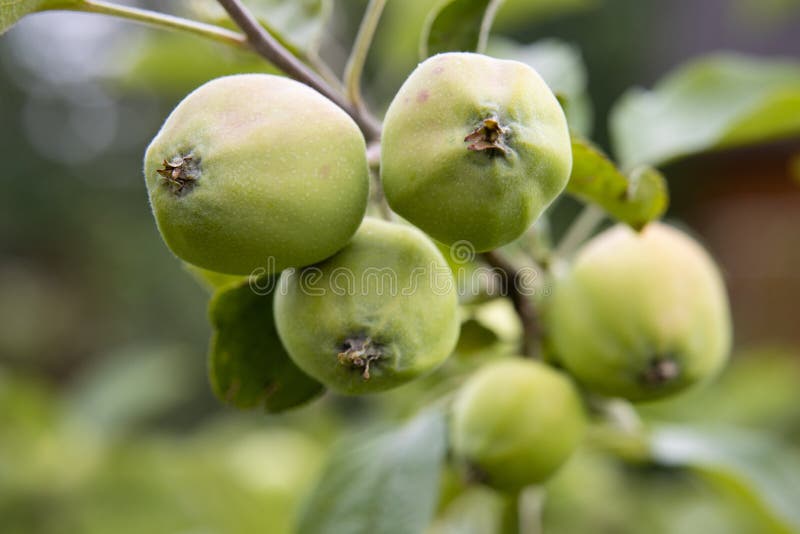 A Group of Immature Green Apples Growing on an Apple Tree Branch Stock ...