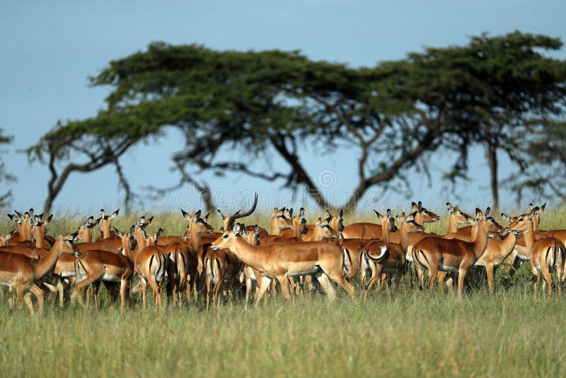 Group of Impala in Savannah Stock Image - Image of bush, savannah ...
