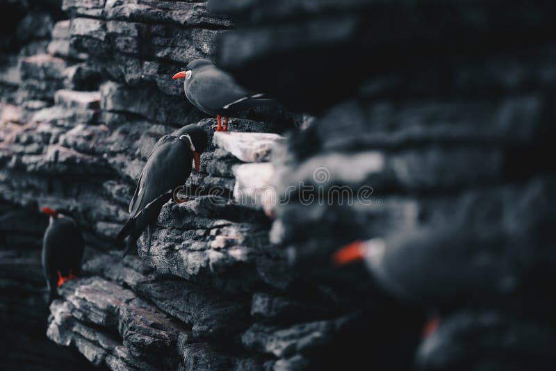 Group of Inca Terns - Larosterna Inca Sitting on a Rocky Coast Cliff ...