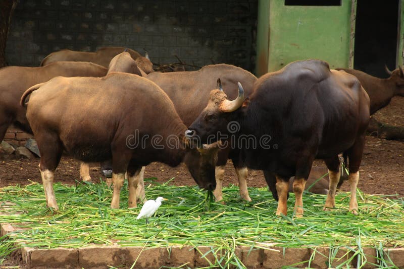 Group of Indian bison stock image. Image of details, farming - 3950225
