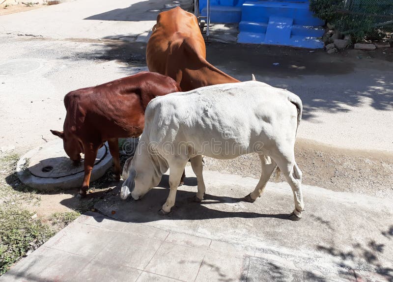 Group of Indian Cows Eating Food in Street Stock Image - Image of ...