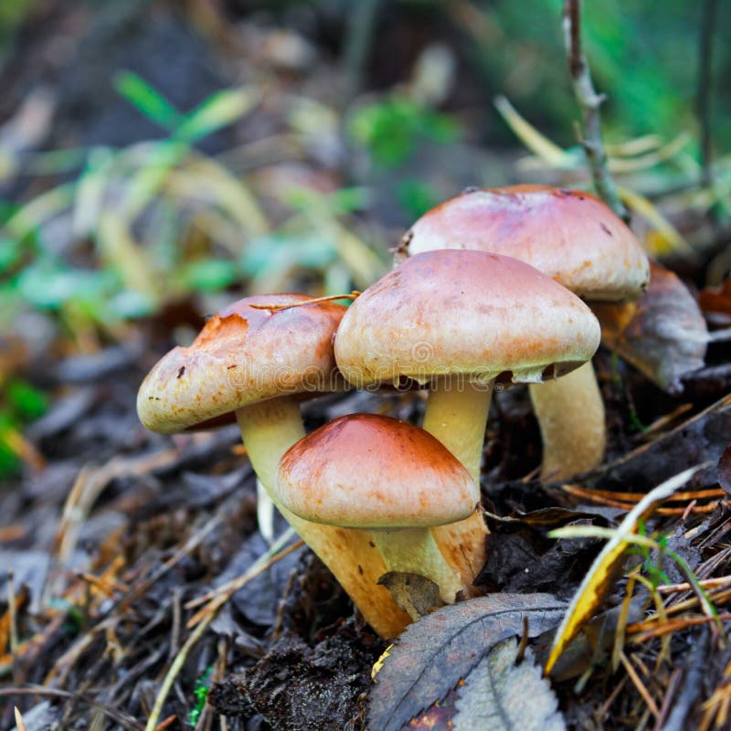 Group Of Inedible Mushrooms Stock Photo - Image of summer, group: 26676550