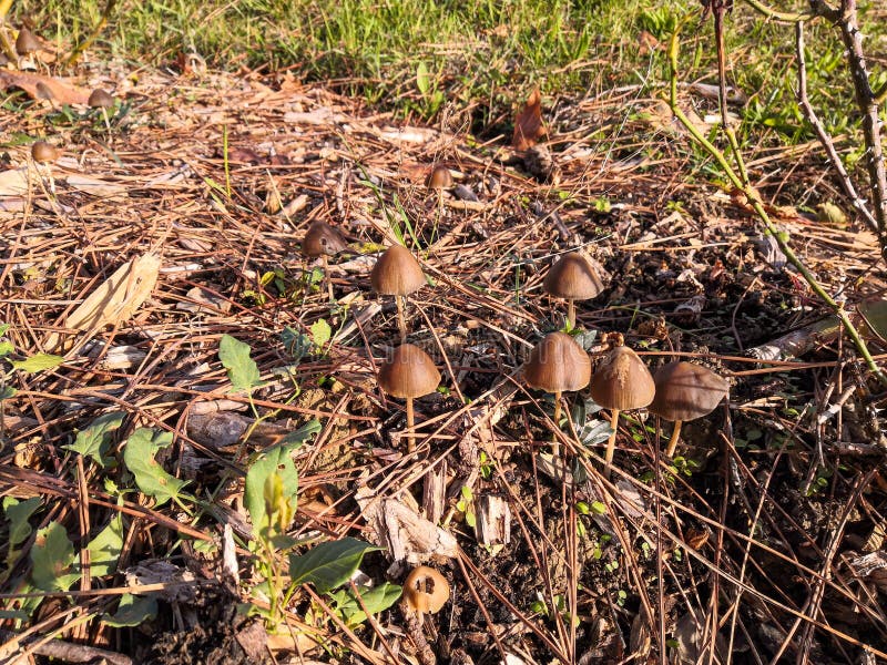 Group of Ink Black Coprins, Thin Brown Mushroom, Under the Autumn Sun ...