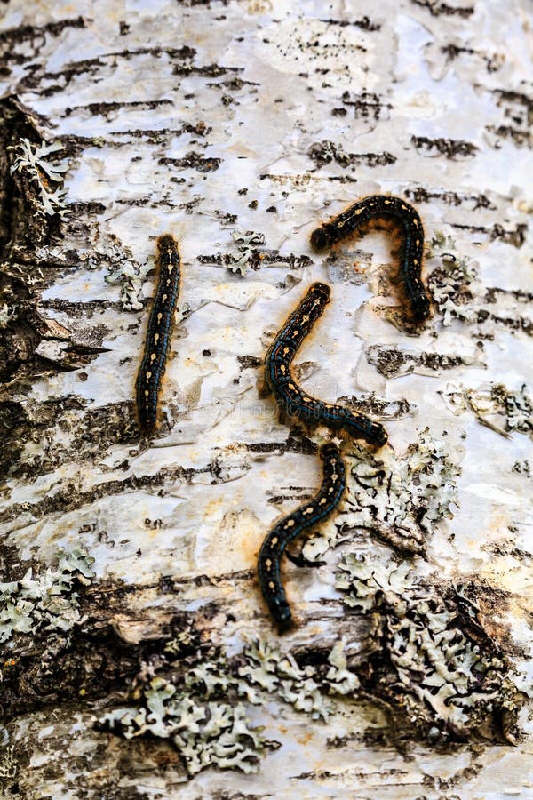 A Group of Insects are Crawling on a Tree Trunk with the Numbers 15 ...