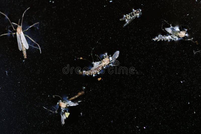 1,346 All Black Insects Stock Photos - Free & Royalty-Free Stock Photos ...