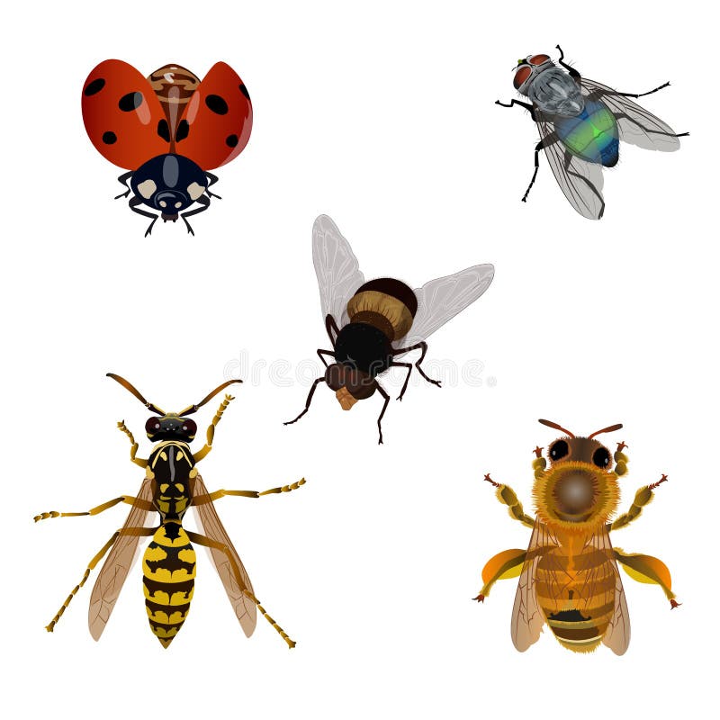 Group of insects isolated stock vector. Illustration of flying - 83738047