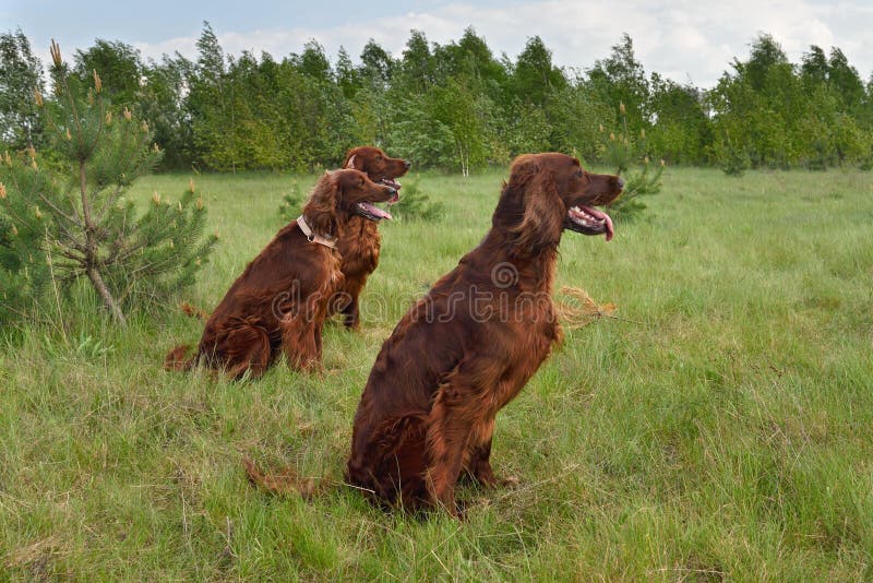 Group of Irish setters stock image. Image of nature, hunting - 78999061