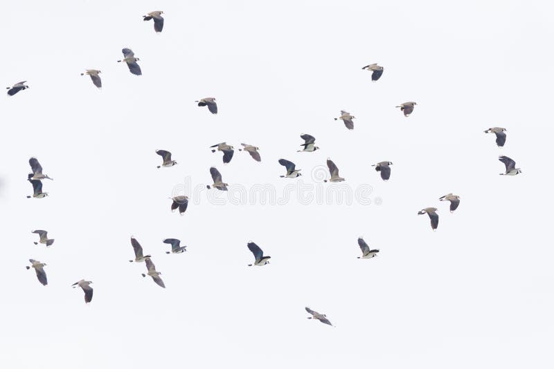 Group of Isolated Flying Lapwings (vanellus Vanellus Stock Photo ...
