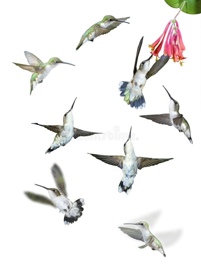 Group of Isolated Hummingbirds Stock Image - Image of birding ...