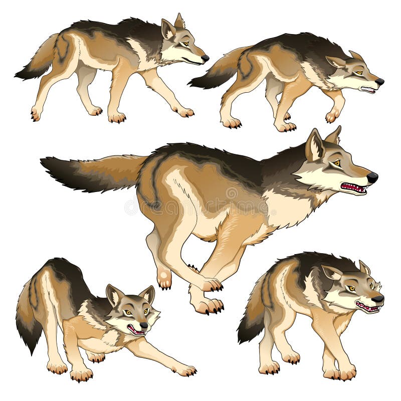 Group of isolated wolves stock vector. Illustration of wool - 100443440