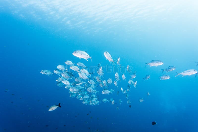 August 28, 2018. Bali, Indonesia Editorial Stock Photo - Image of atoll ...