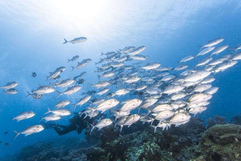 Group of jack fish stock image. Image of ocean, leisure - 35289089