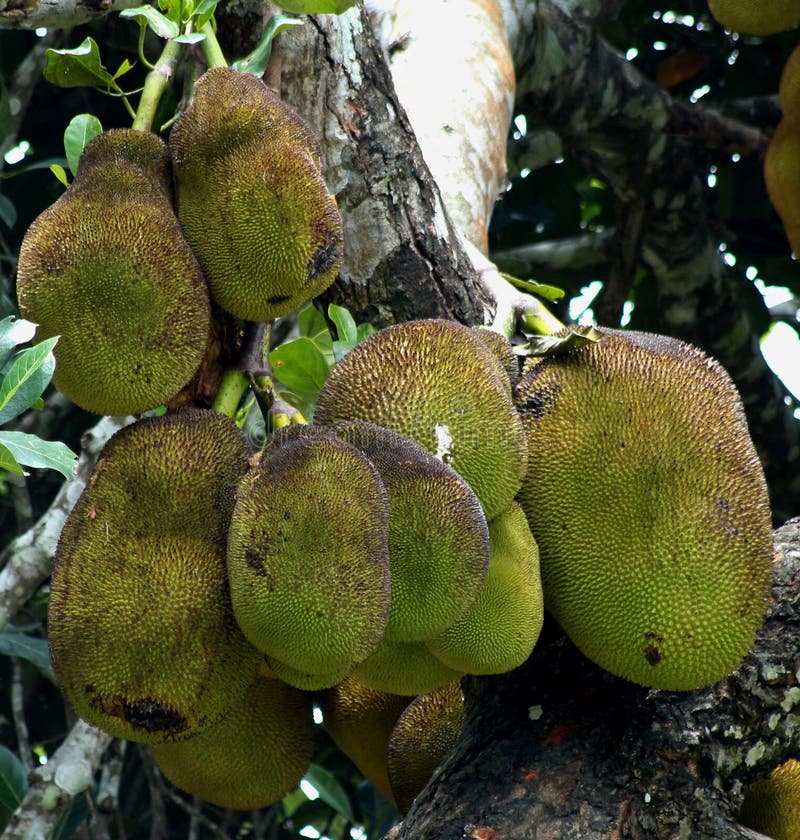 A group of jack fruit stock photo. Image of healthy - 179793268