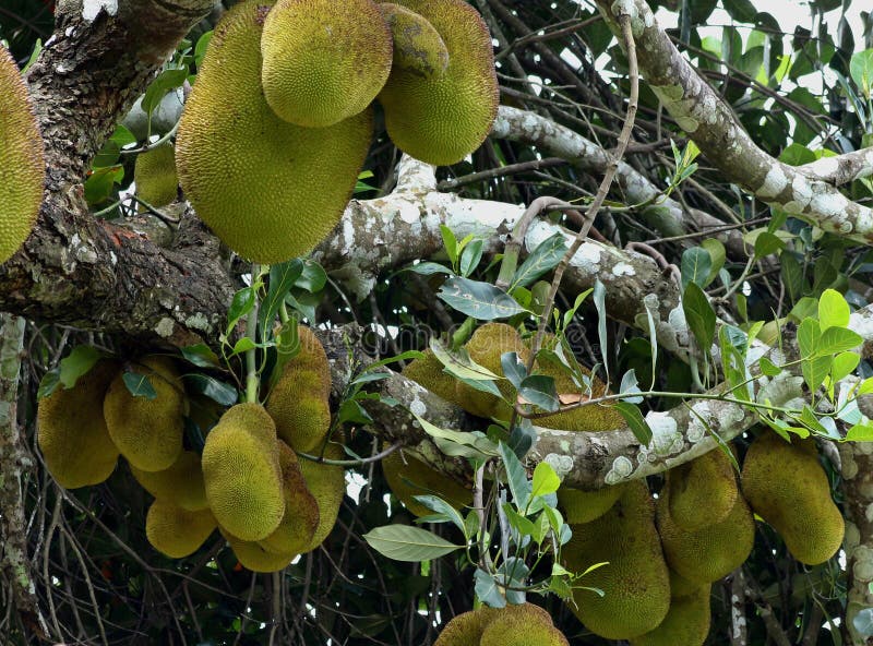 A Group of Jack Fruit in a Tree Stock Image - Image of food, asian ...