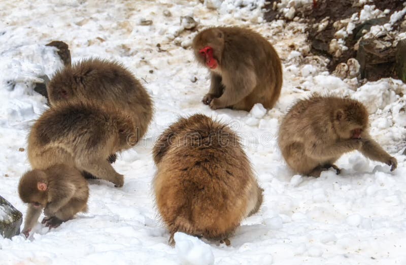 Group of Japanese Snow Monkeys Stock Photo - Image of emotion ...